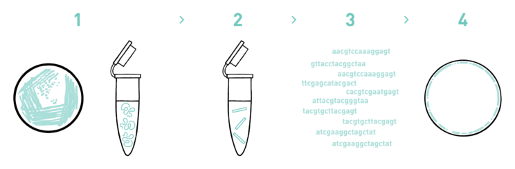 Bacterial genome sequencing service | AllGenetics