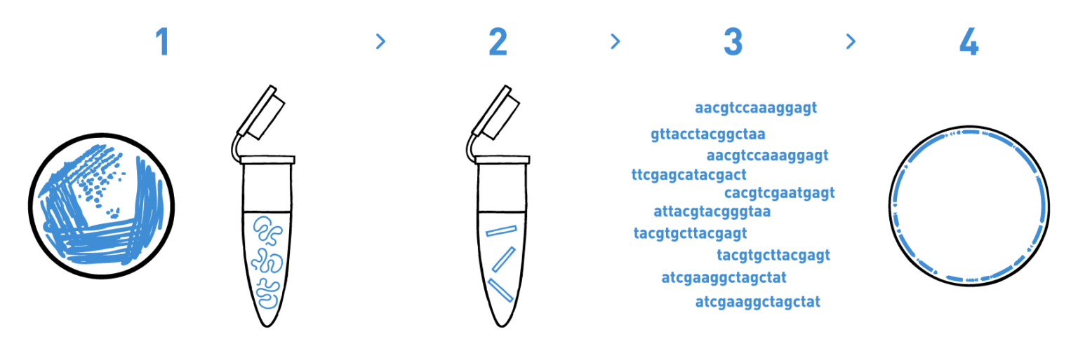 Bacterial strain typing by whole genome sequencing | AllGenetics