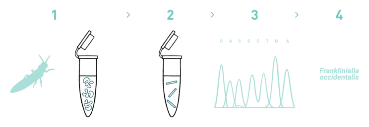 DNA barcoding service | AllGenetics