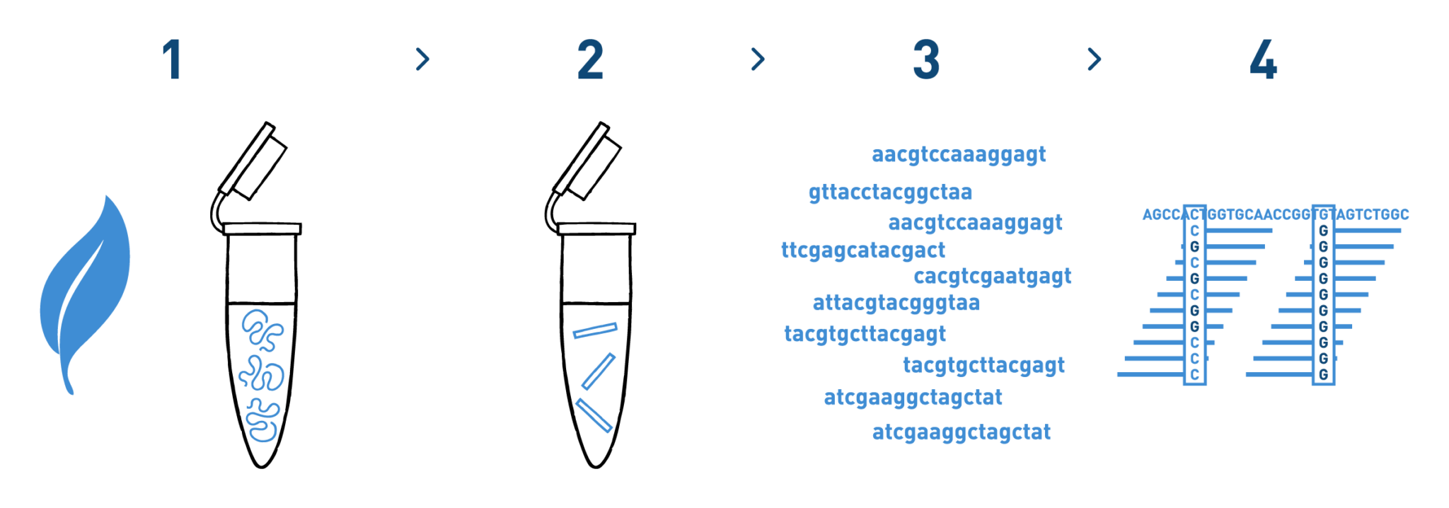 Grapevine genetic improvement through SNP genotyping | AllGenetics