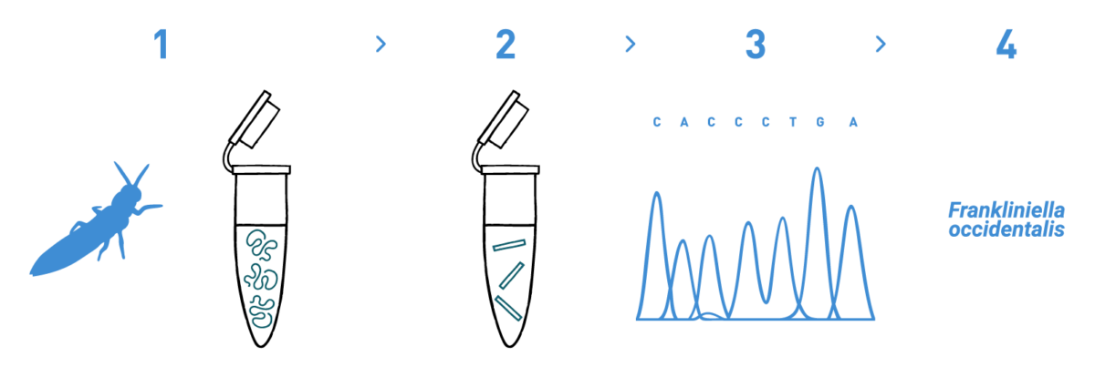 Identification of pest species by DNA barcoding | AllGenetics