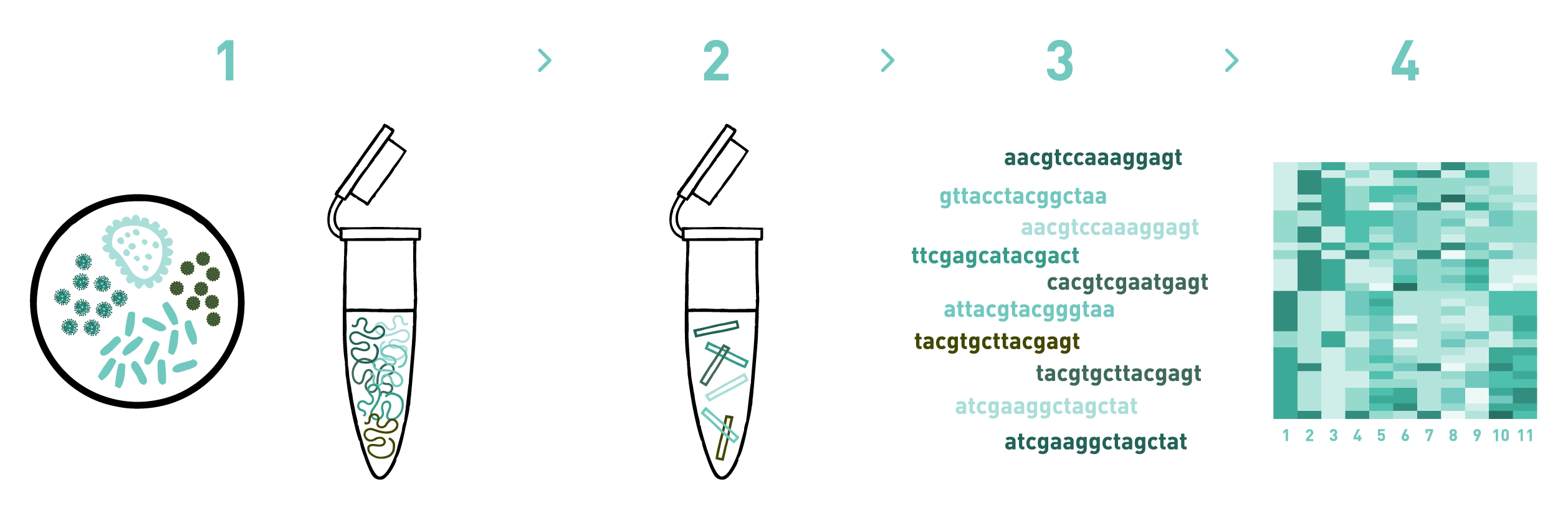 Metatranscriptomics service | AllGenetics