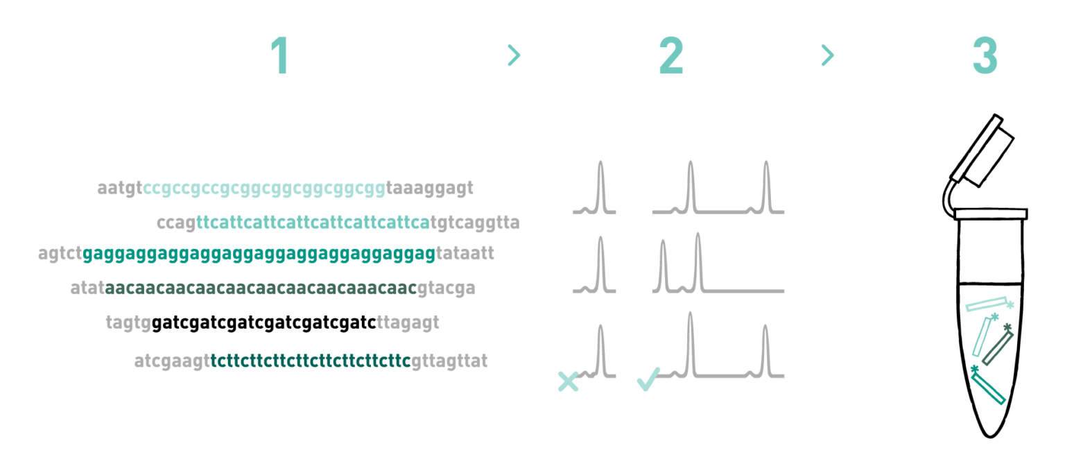 Microsatellite development service | AllGenetics
