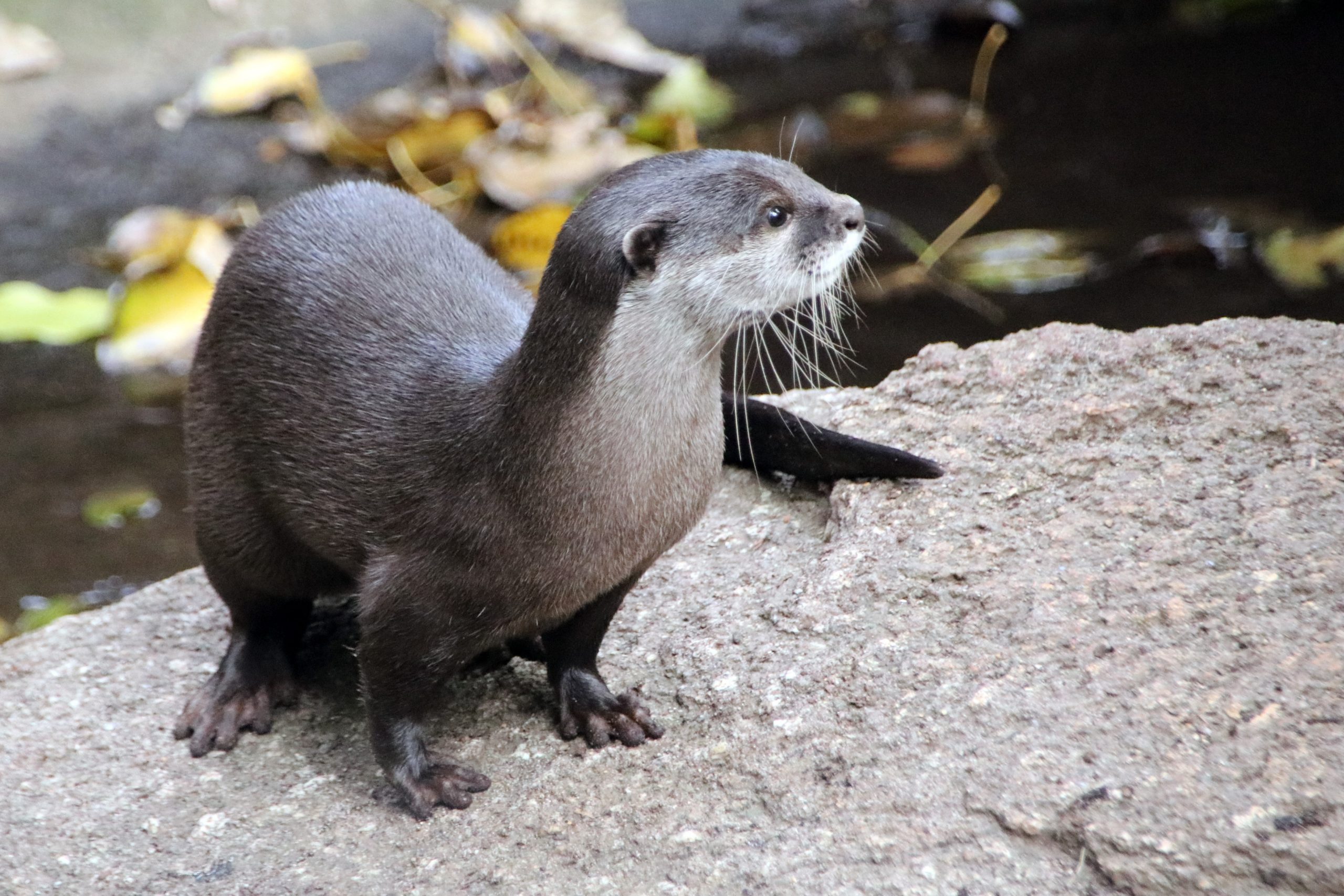 AllGenetics studies the diet of otters using DNA metabarcoding ...