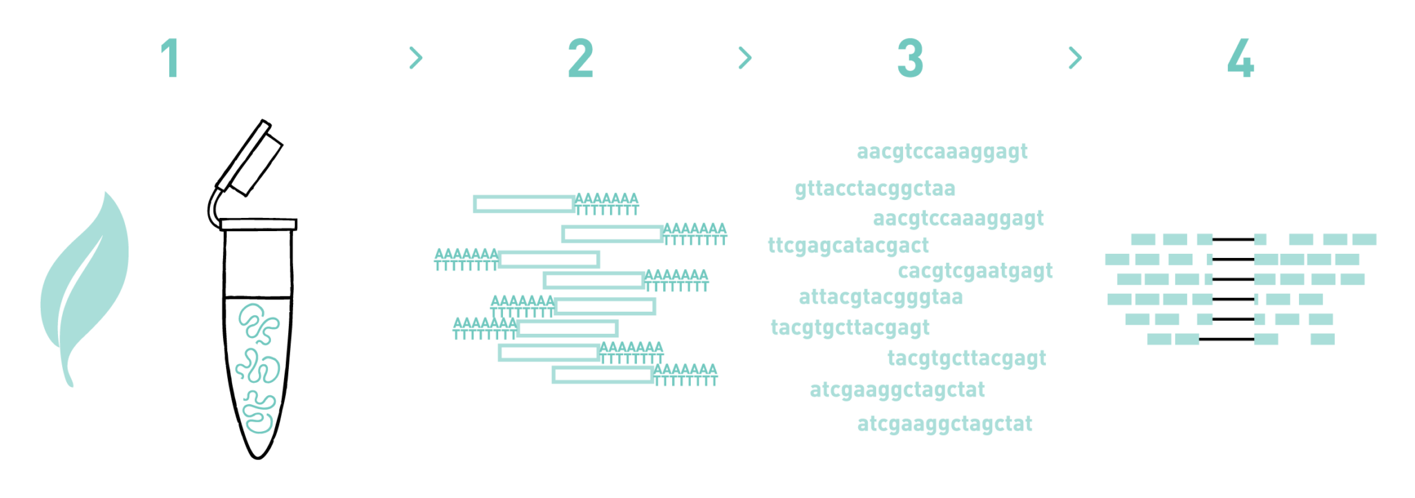 RNA-seq service | AllGenetics