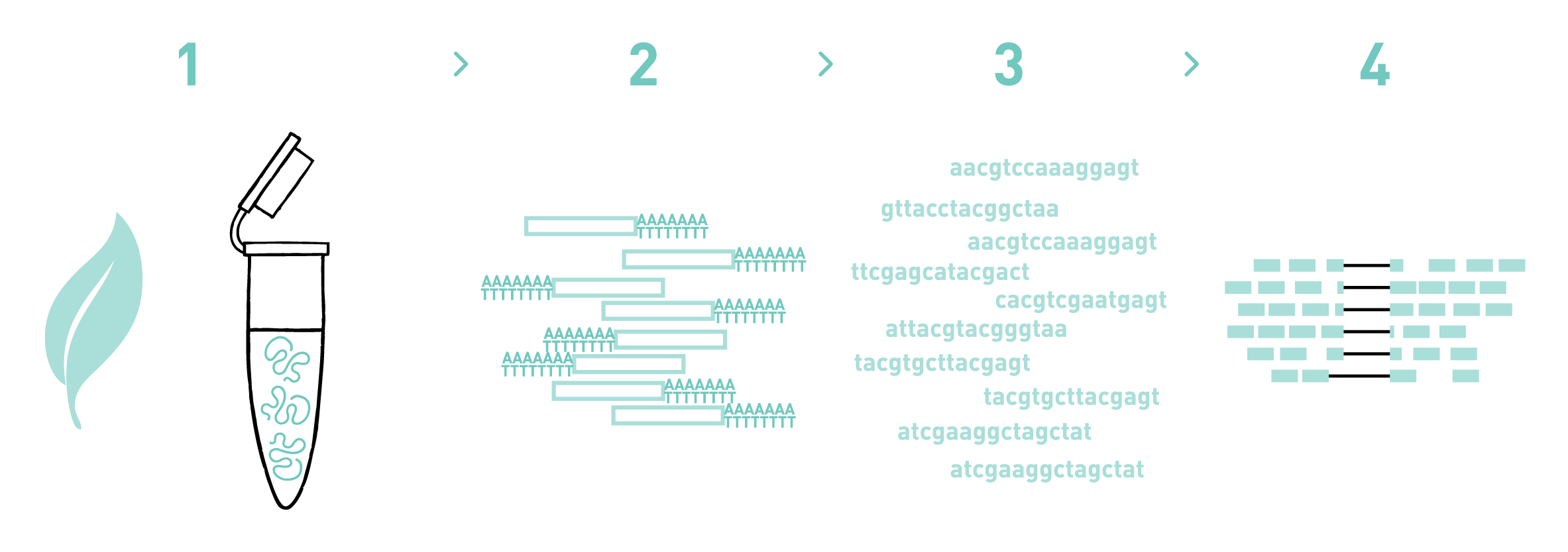 RNA-seq service | AllGenetics