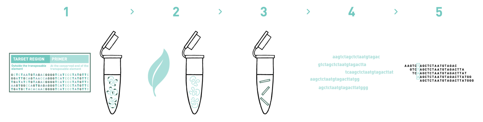 SNP genotyping service | AllGenetics