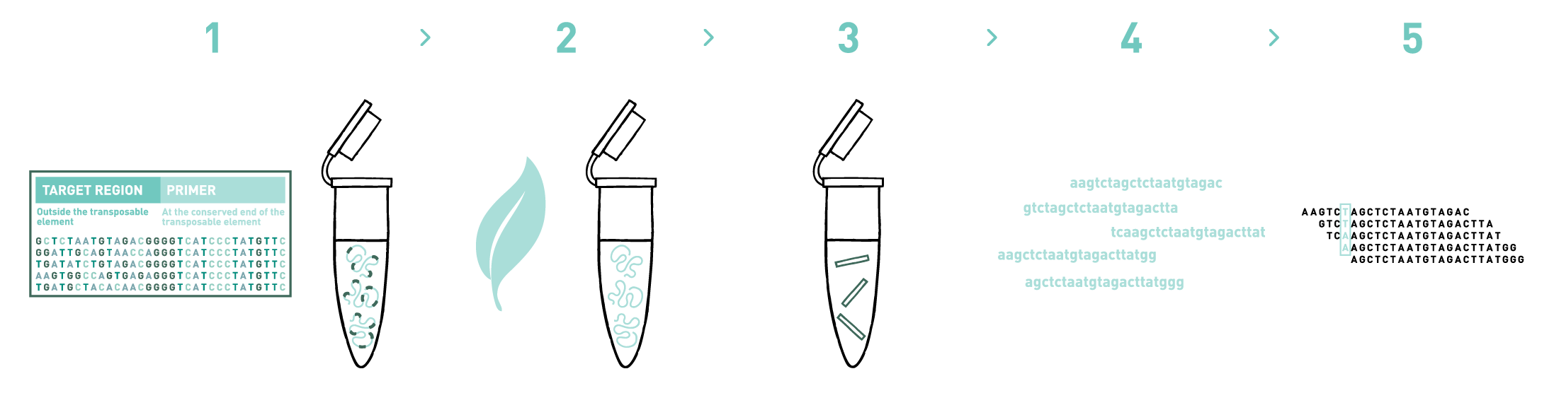 SNP genotyping service | AllGenetics