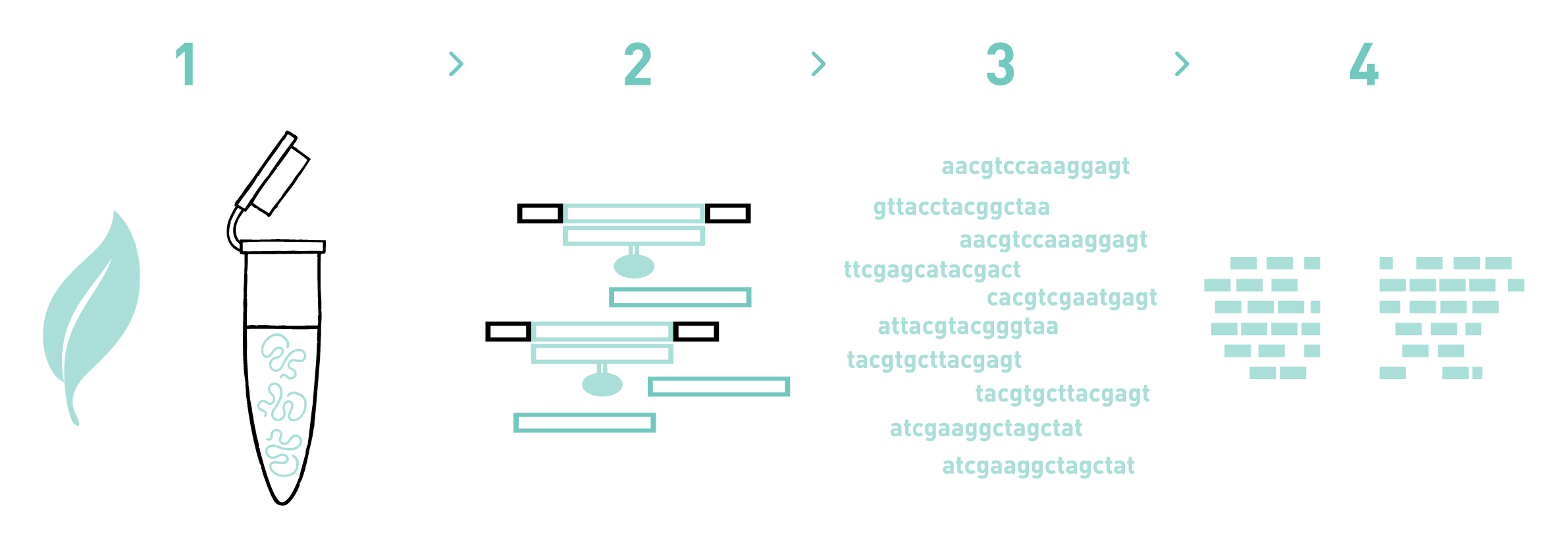 Targeted capture sequencing service | AllGenetics Targeted capture sequencing service | AllGenetics